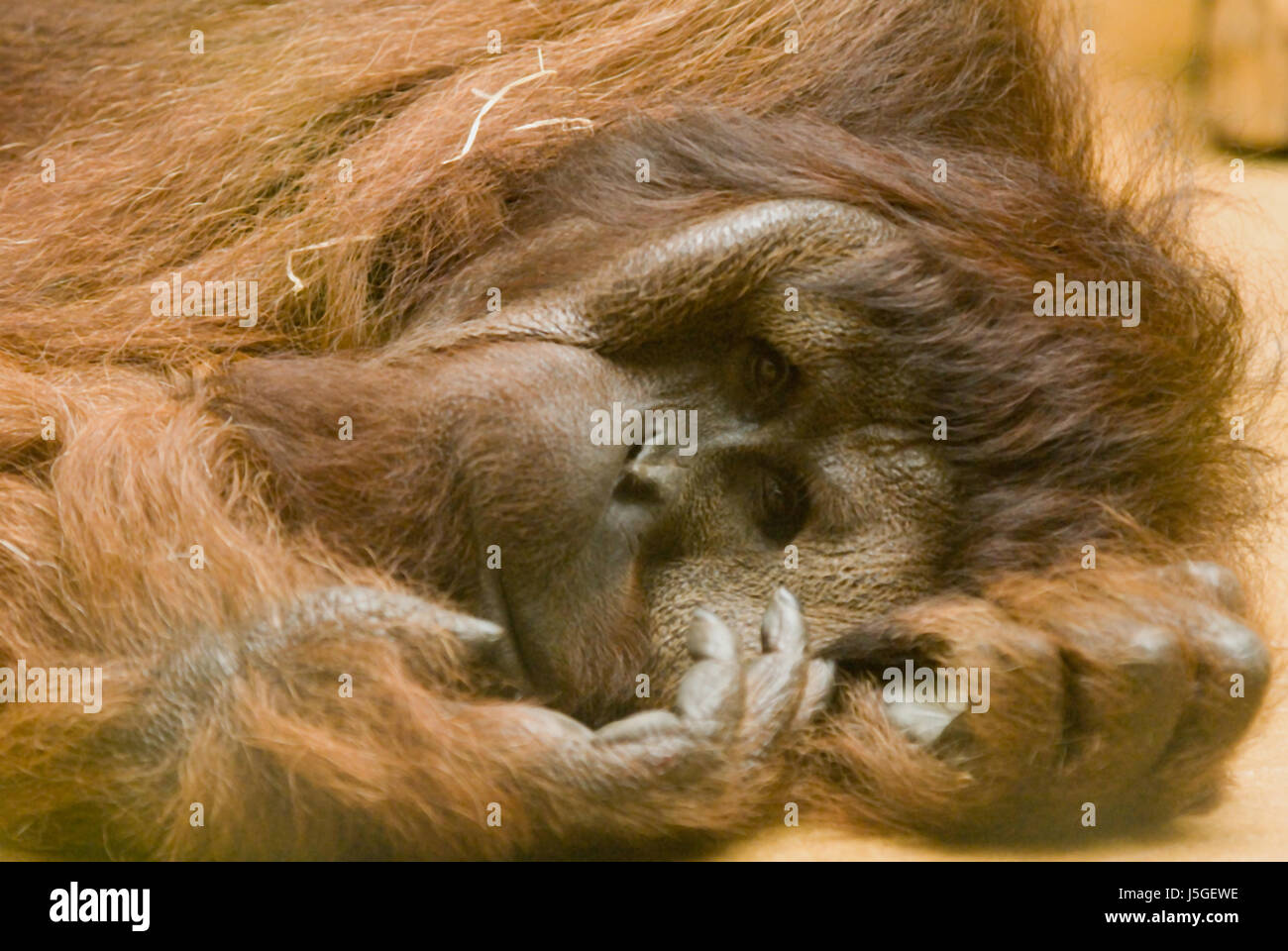 hand hands animal mammal face monkey eyes lie lying lies dream sleep ...