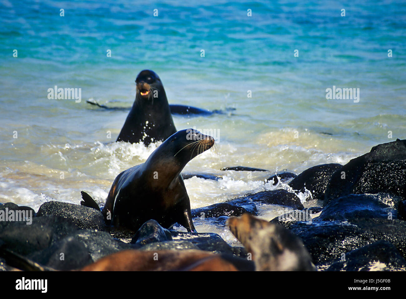 galapagos sea lions Stock Photo - Alamy