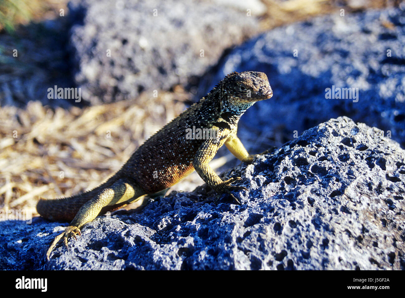 Reptile lizard saurian hovel crawler hi-res stock photography and ...