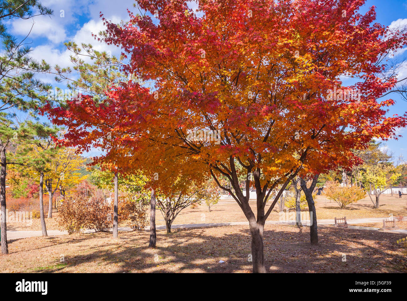 Autumn landscape with maple trees in the park. Seoul,South korea Stock ...