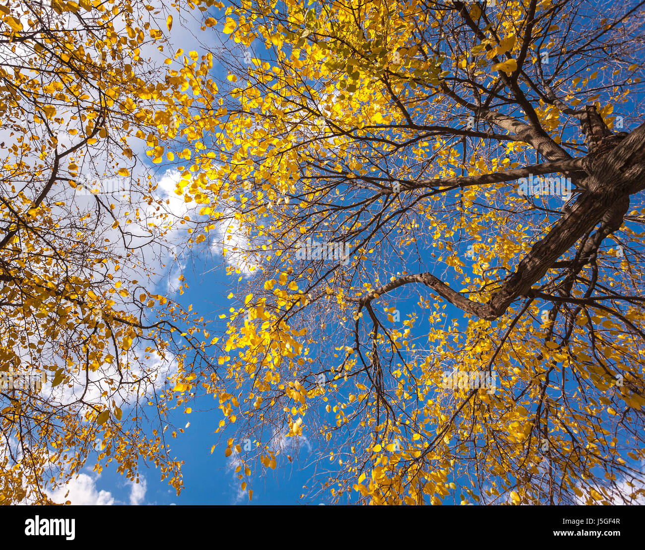 Autumn tree with blue sky. Seoul,South korea Stock Photo - Alamy