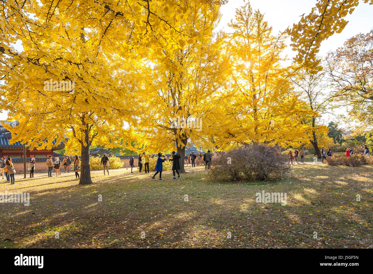 SEOUL, KOREA - NOVEMBER 1, 2014: Autumn leaves at gyeongbokgung palace ...