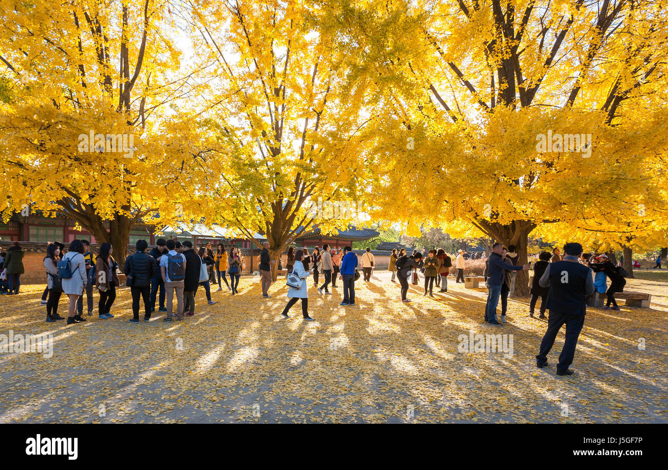 SEOUL, KOREA - NOVEMBER 1, 2014: Autumn leaves at gyeongbokgung palace ...