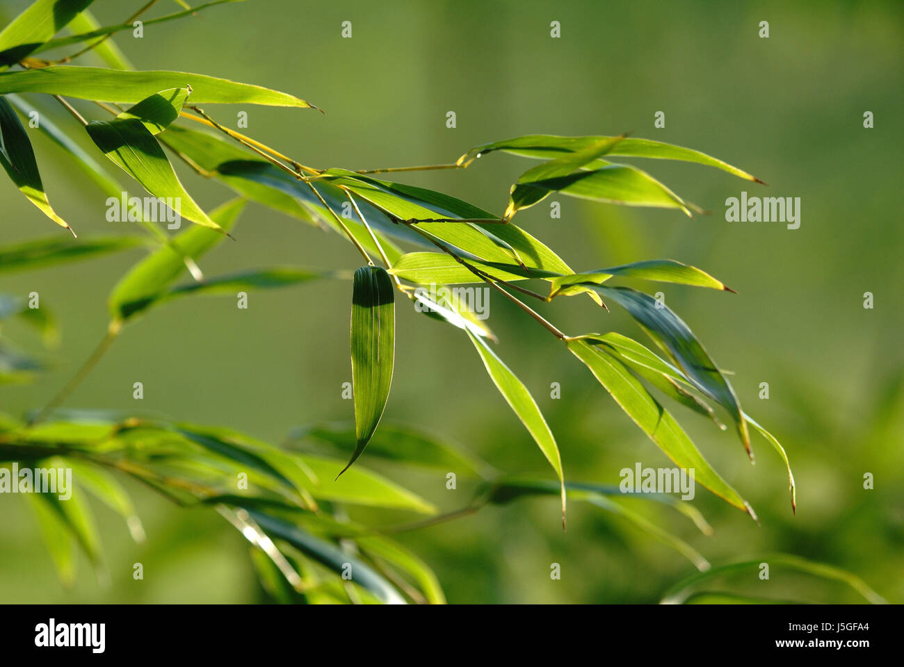 beautiful beauteously nice leaf musical instrument green asia leaves ...