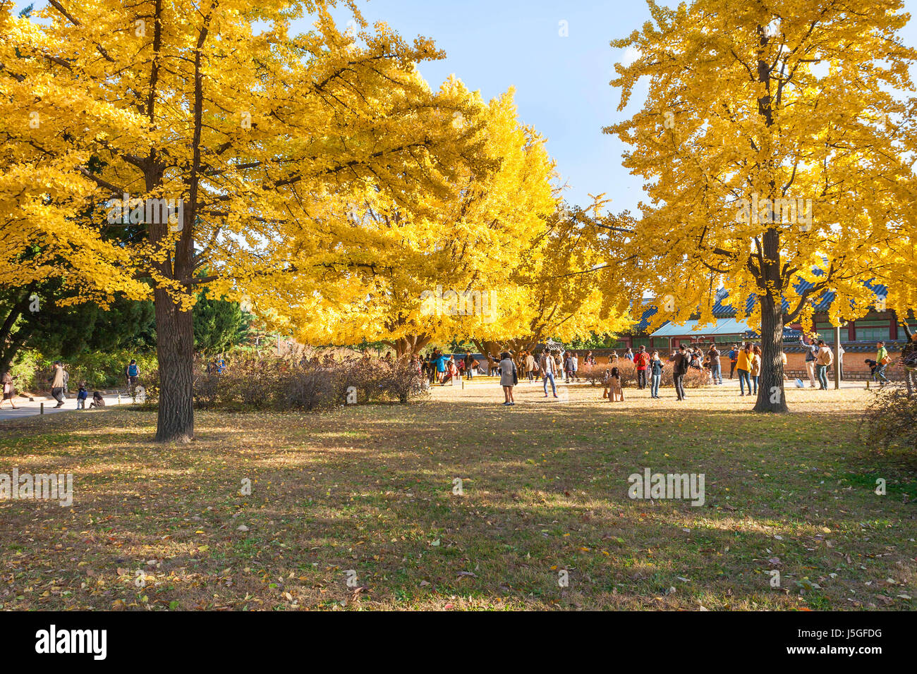 SEOUL, KOREA - NOVEMBER 2, 2014: Autumn leaves at gyeongbokgung palace ...