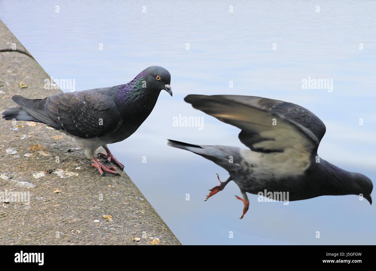 flight bird birds aside takeoff pigeon pigeons take off out beside ...