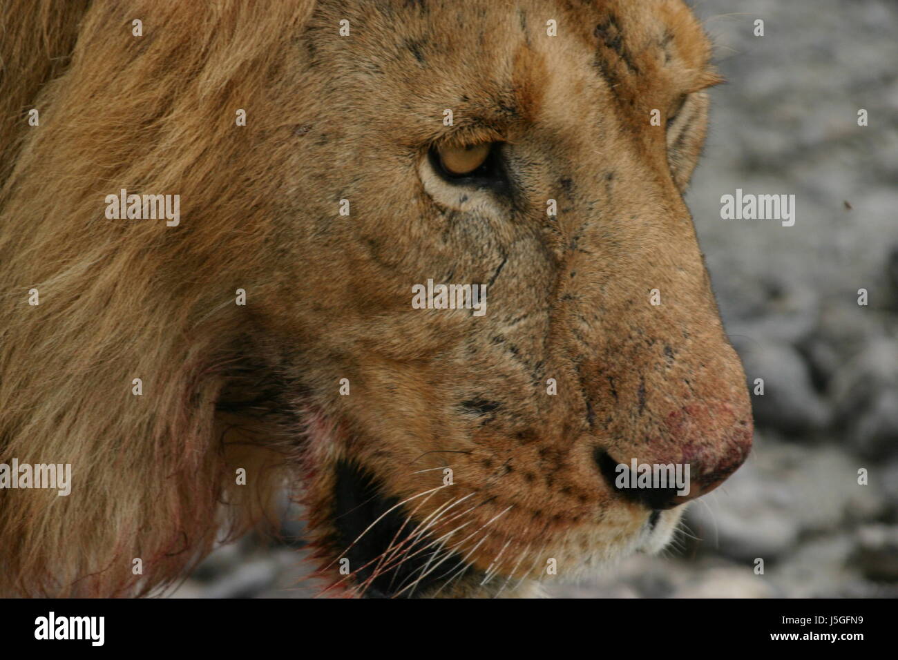 africa lion cat big cat feline predator portrait wildlife victim to ...