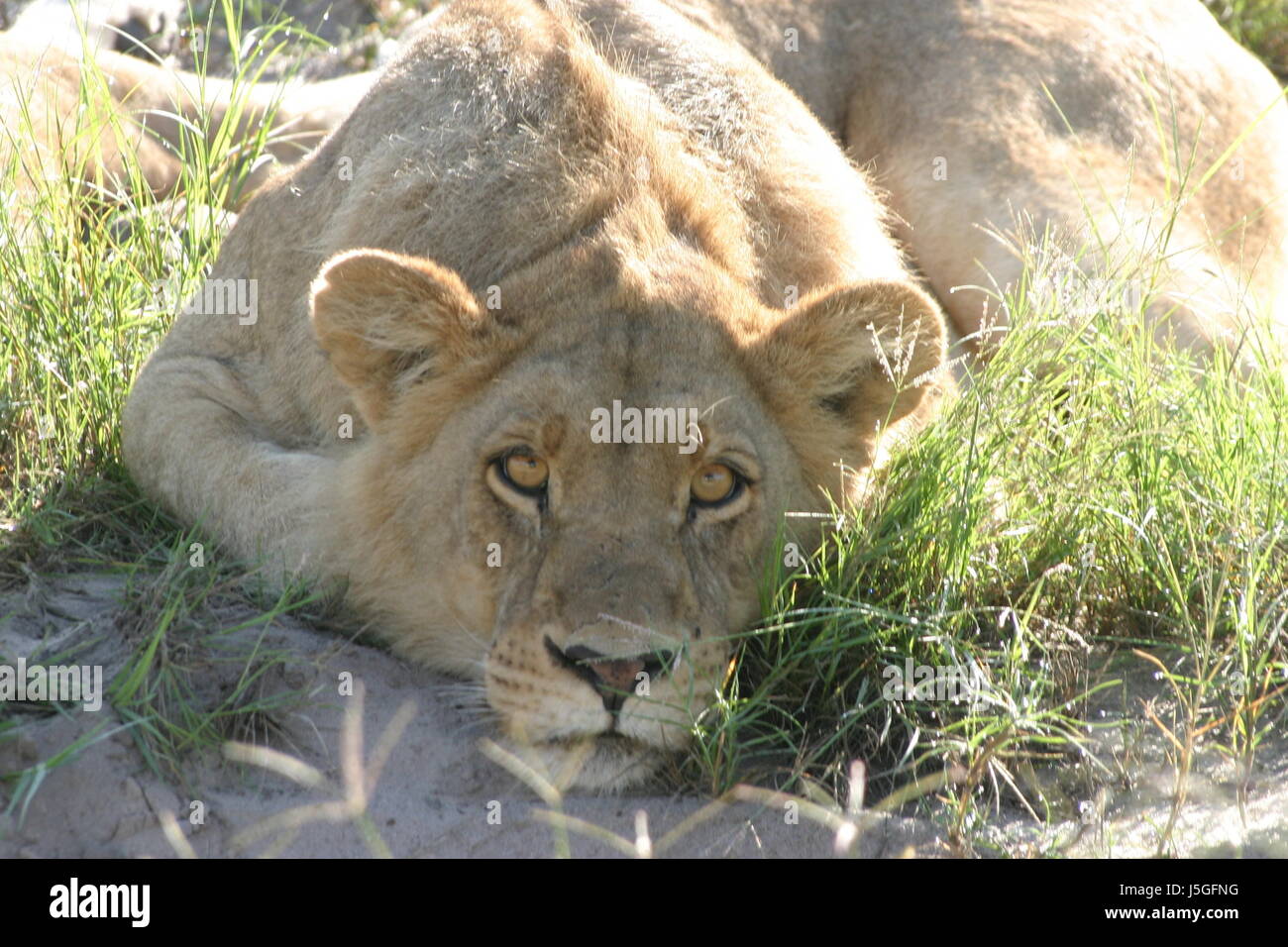 africa lion cat big cat feline predator eye organ wildlife safari ...