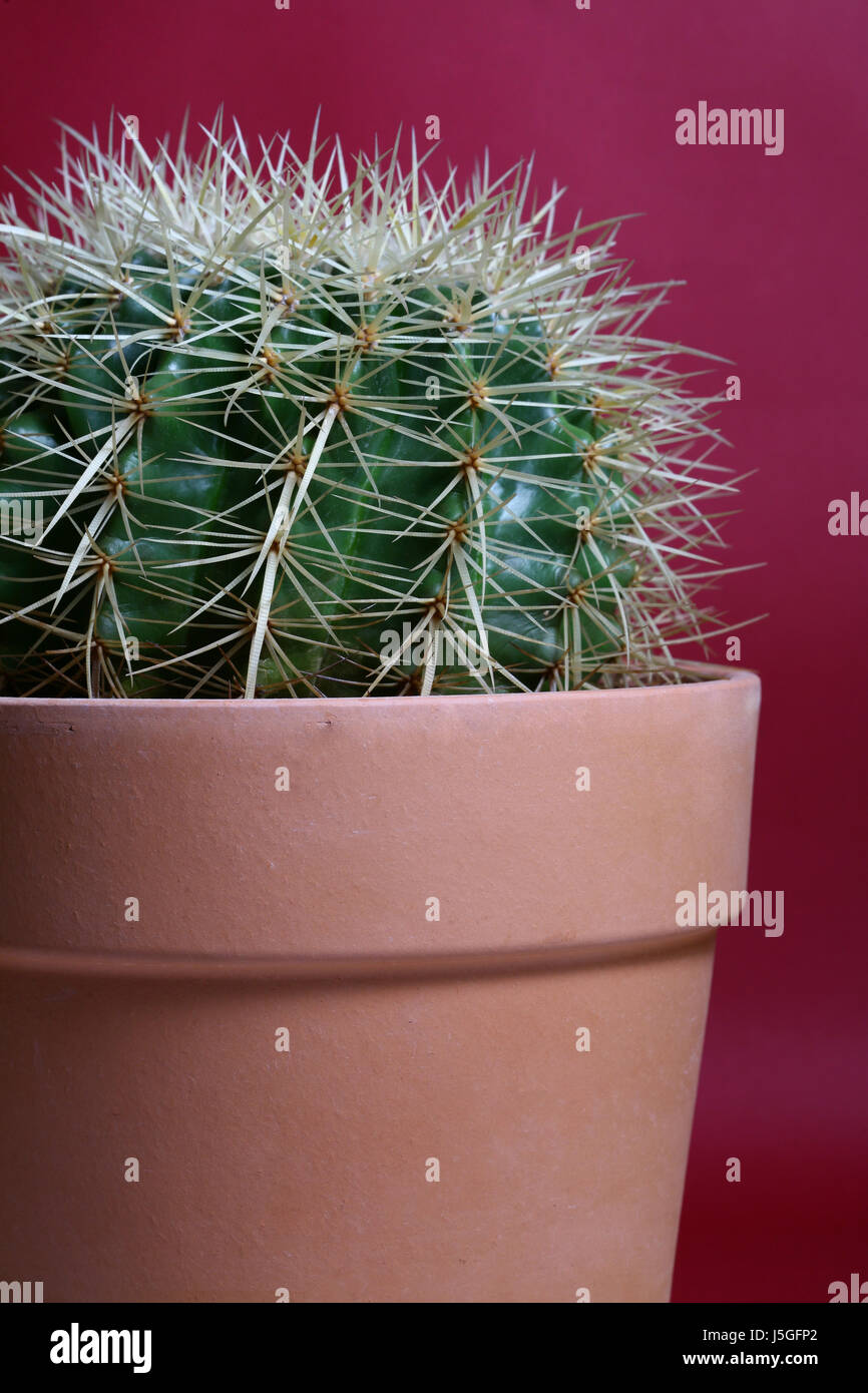green prickle pointed cactus pot potted plant terracotta barb backdrop ...