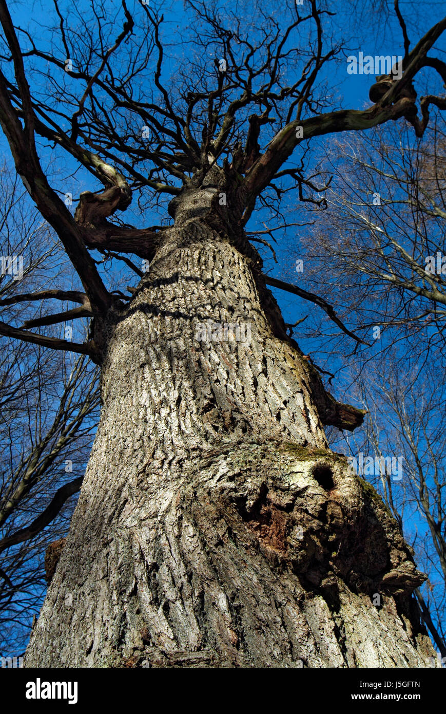 blue tree trees winter trunk branches bavaria oak branch bark calibrate ...