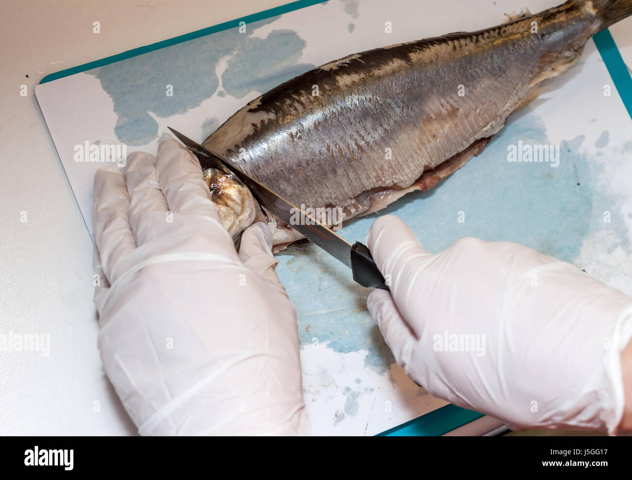 cook cleaning herring fish in the kitchen Stock Photo - Alamy