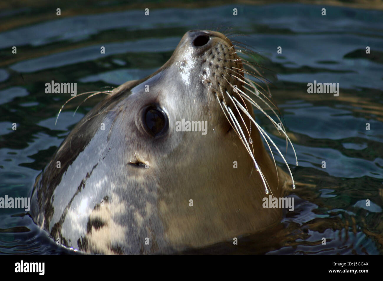 mammal water north sea salt water sea ocean eyes look glancing see view ...