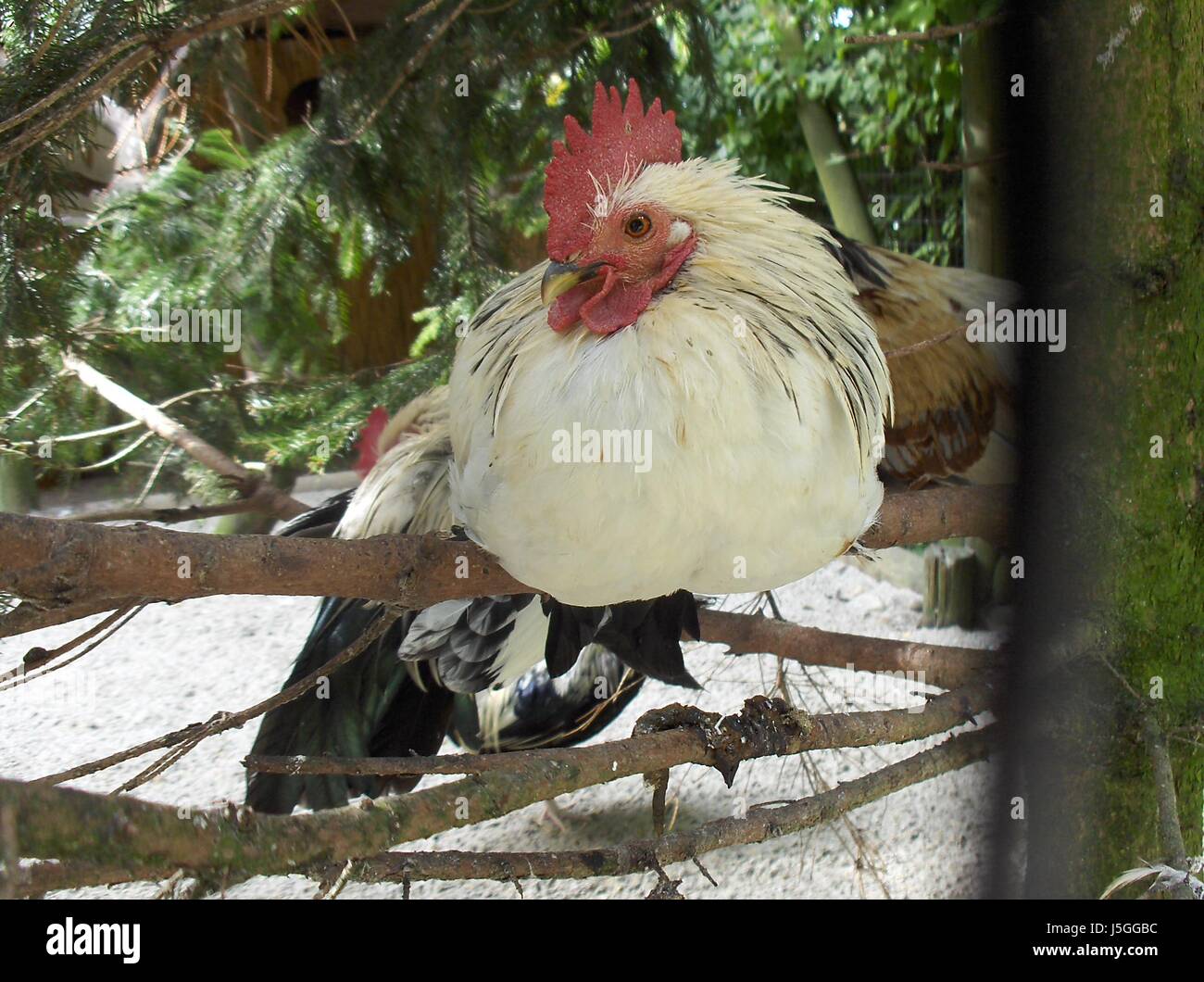 chicken in pose Stock Photo - Alamy