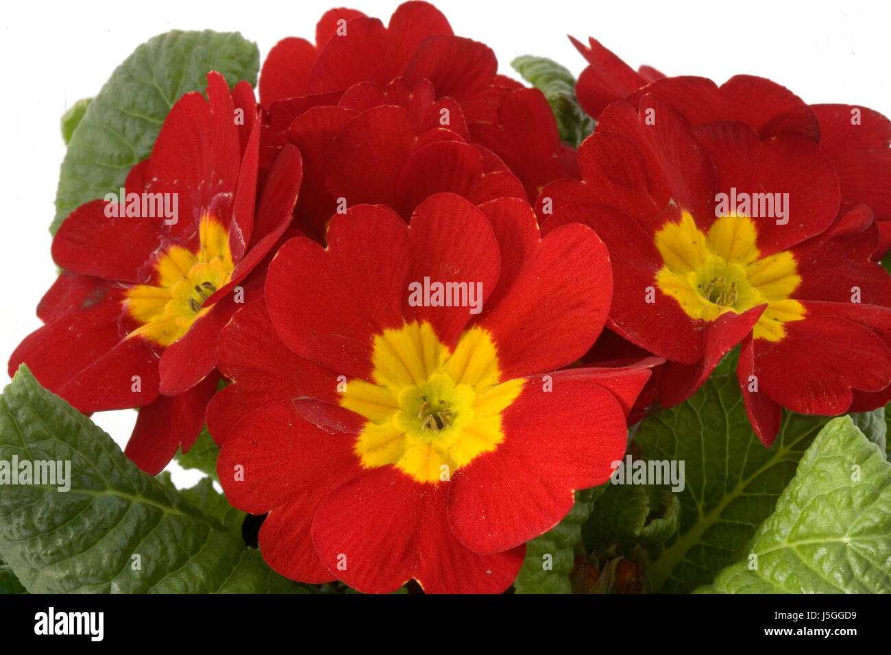 park garden plant flower flowers flora botany spring sunshine spring ...