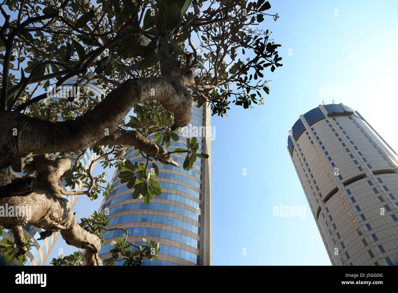 Fort Colombo Sri Lanka Frangipani Tree and World Trade Centre And Bank ...
