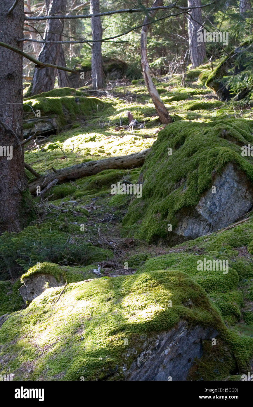 tree trees mountains green hike go hiking ramble switzerland radio ...