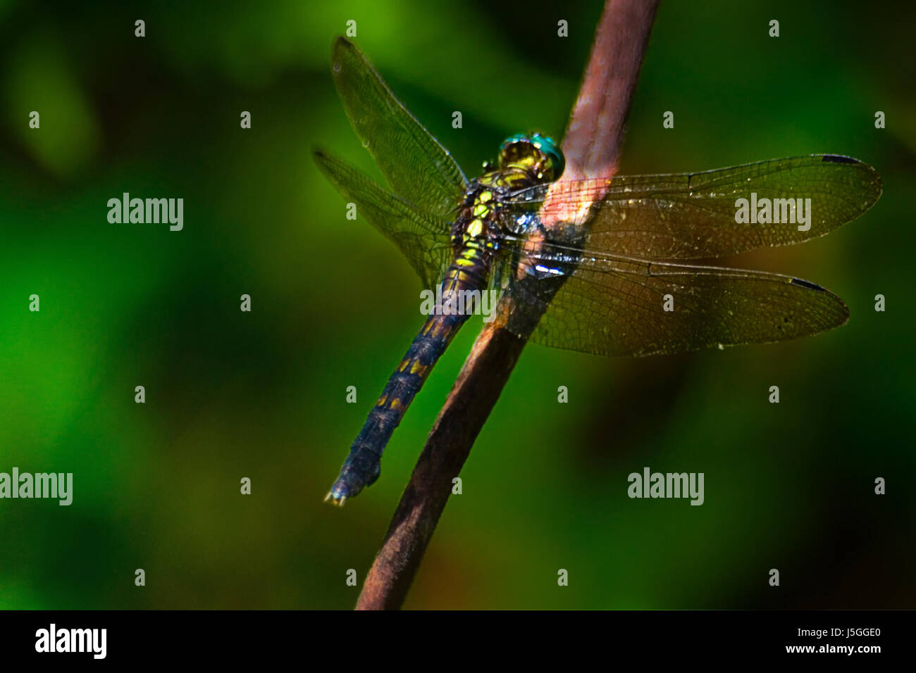 insects jungle dragonfly cameroon rainforest rain forest gliederfssler ...