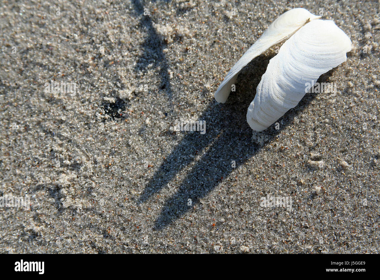 blue colour waters shell tint navy marine salt water sea ocean water ...