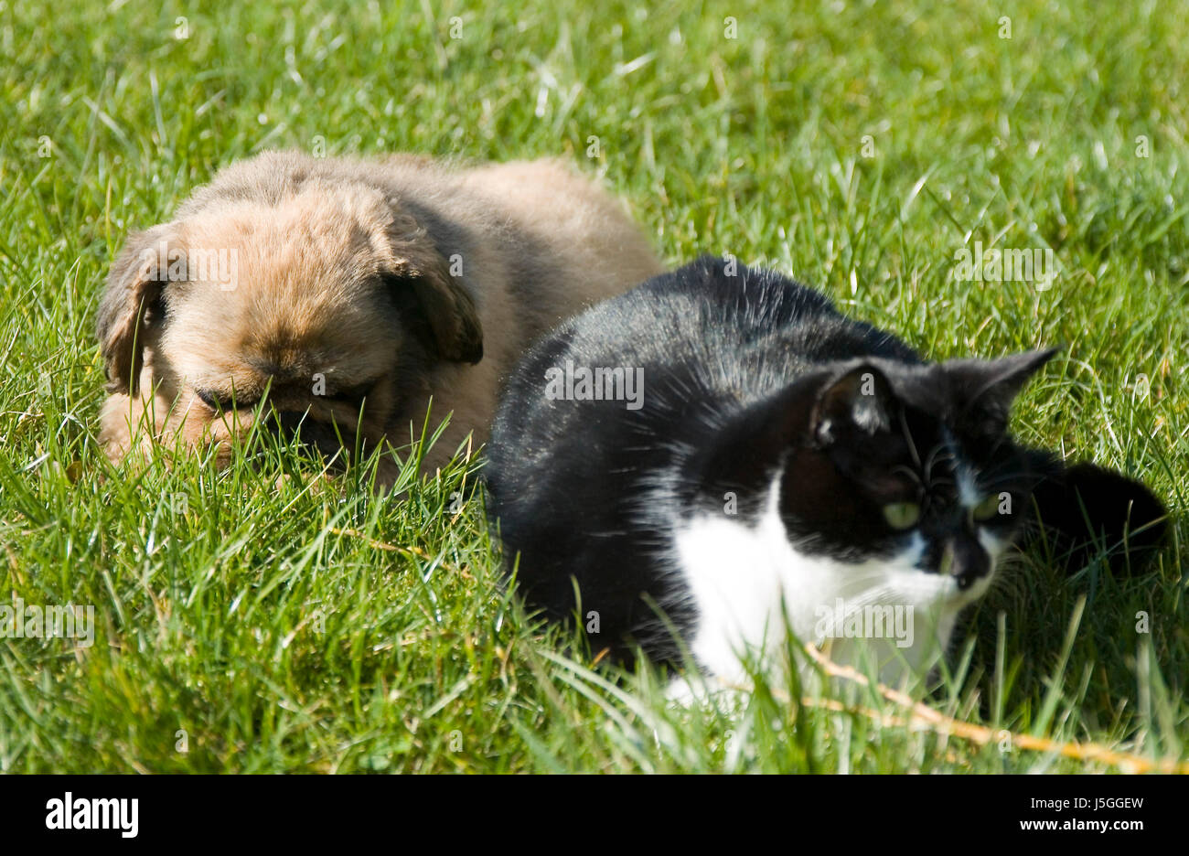 cat and dog Stock Photo - Alamy