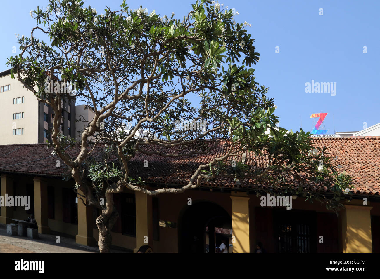 Fort Colombo Sri Lanka Frangipani Tree outside Dutch Hospital Shopping ...