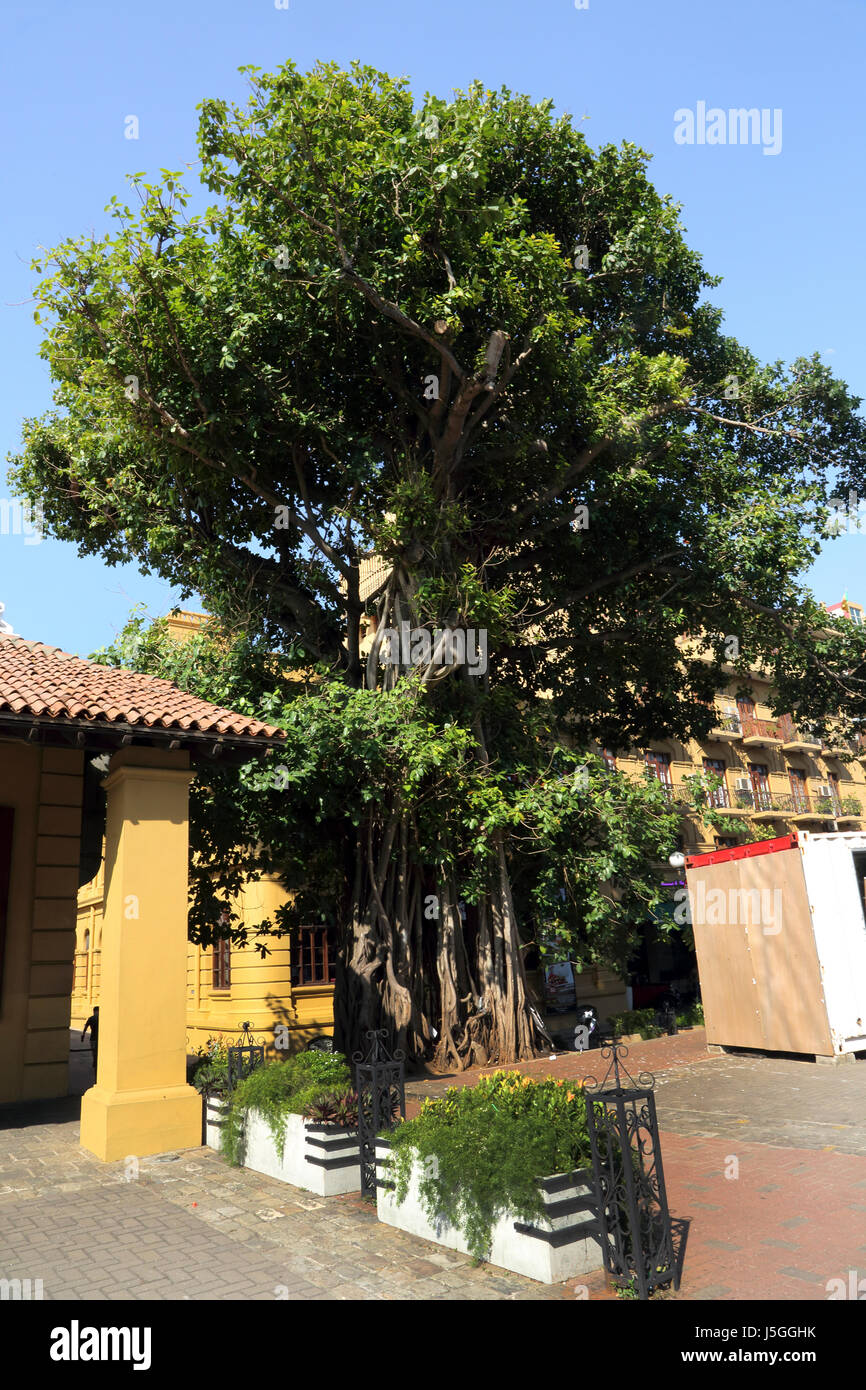 Fort Colombo Sri Lanka Banyan Tree Stock Photo - Alamy