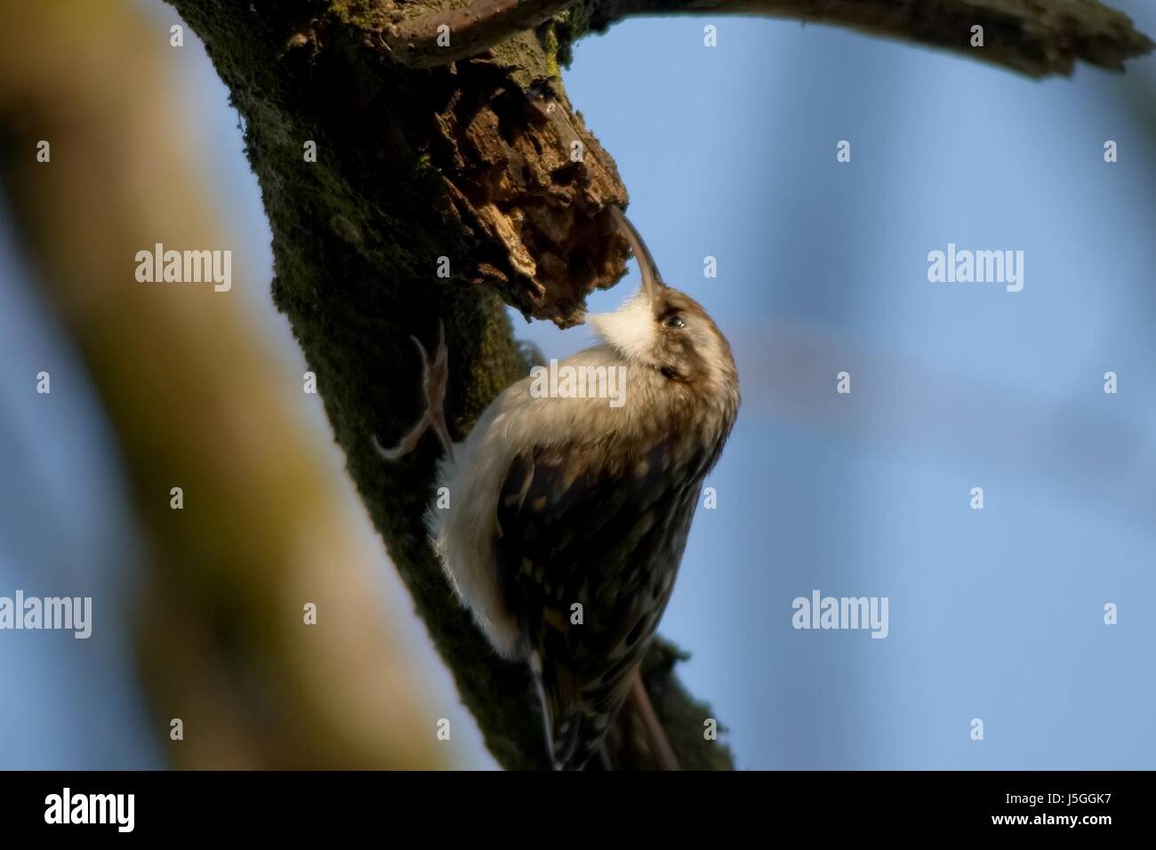 blue pointed branch beak tele wildlife long beaks firmament sky ...