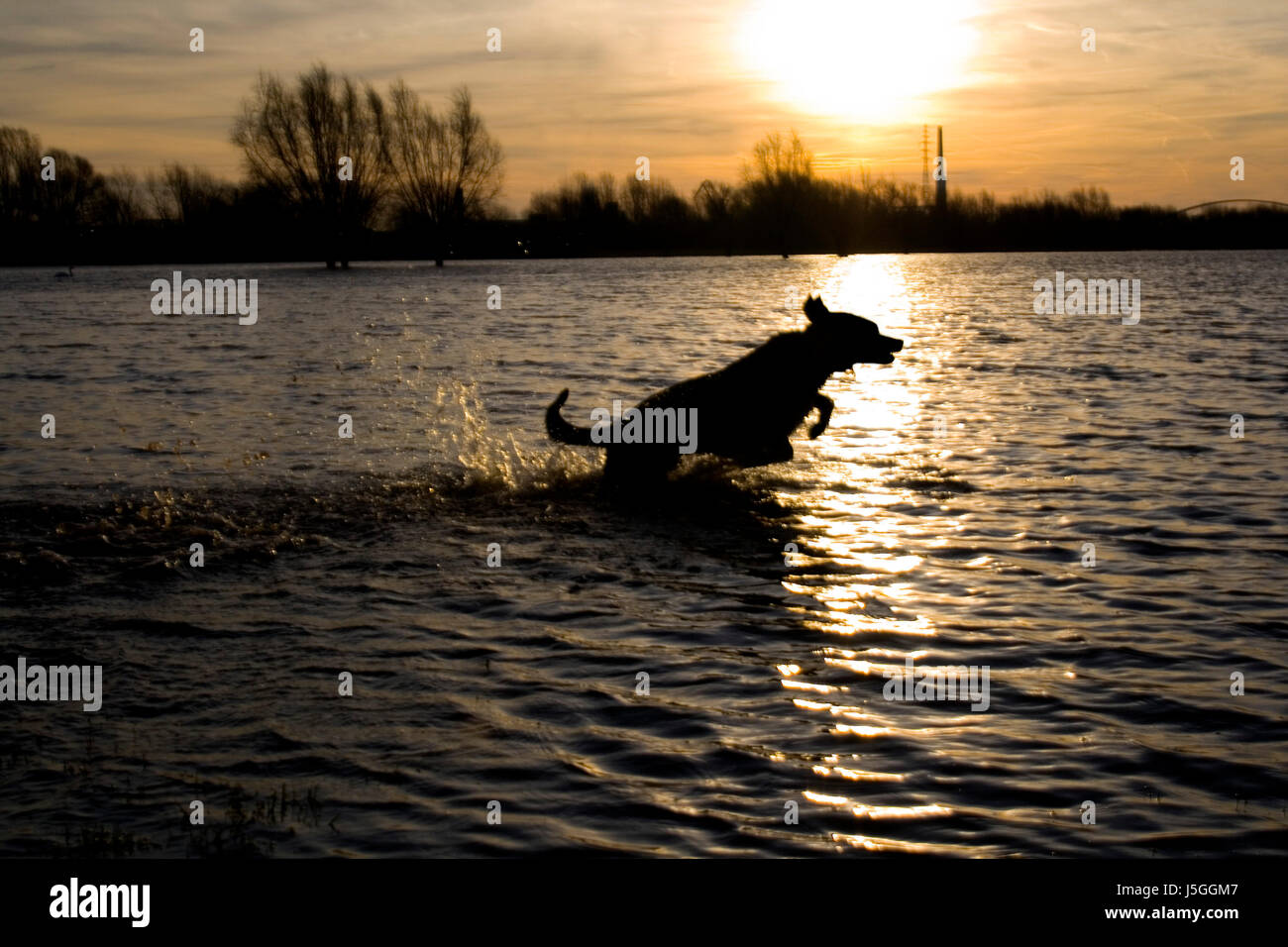 waters rhine sunrise coloured dog spring bouncing bounces hop skipping ...