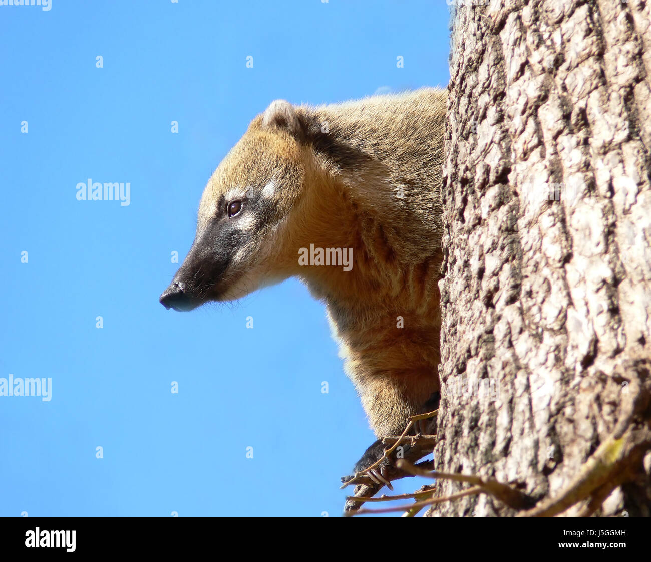 Proboscis bear hi-res stock photography and images - Alamy