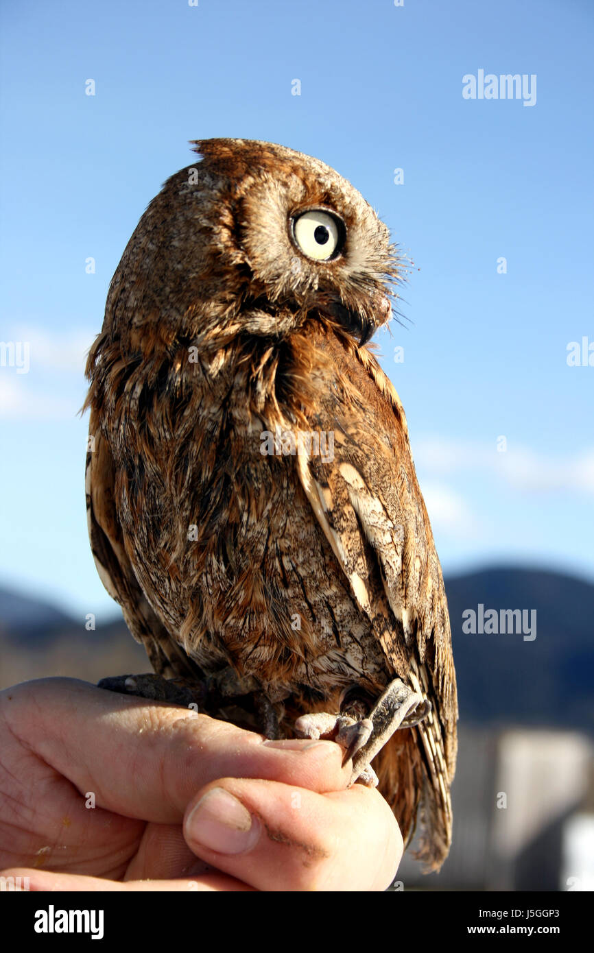 blue hand finger tree bird hunter birds eyes ears look glancing see ...