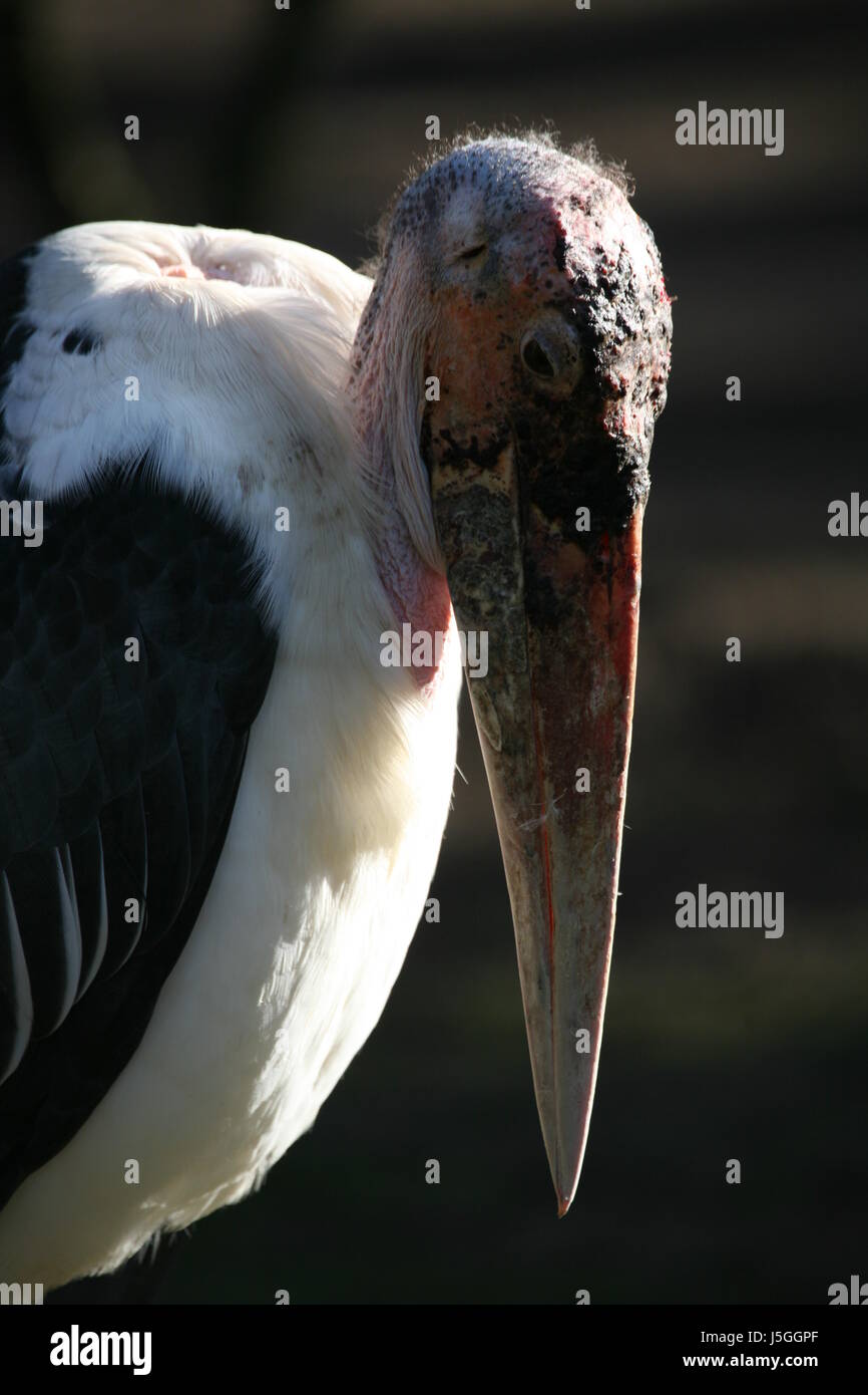 bird birds feathers beak scavenger exotic feathering striking beaks ...