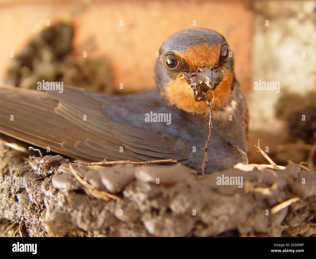 Birds planet hi-res stock photography and images - Alamy