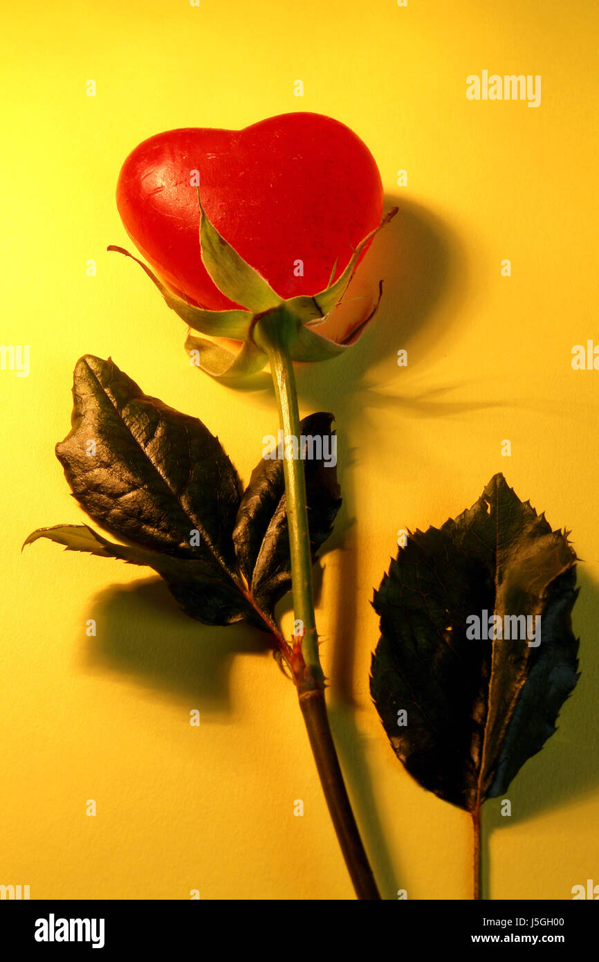 flower plant rose roses dear valentines day valentin hearts love in ...