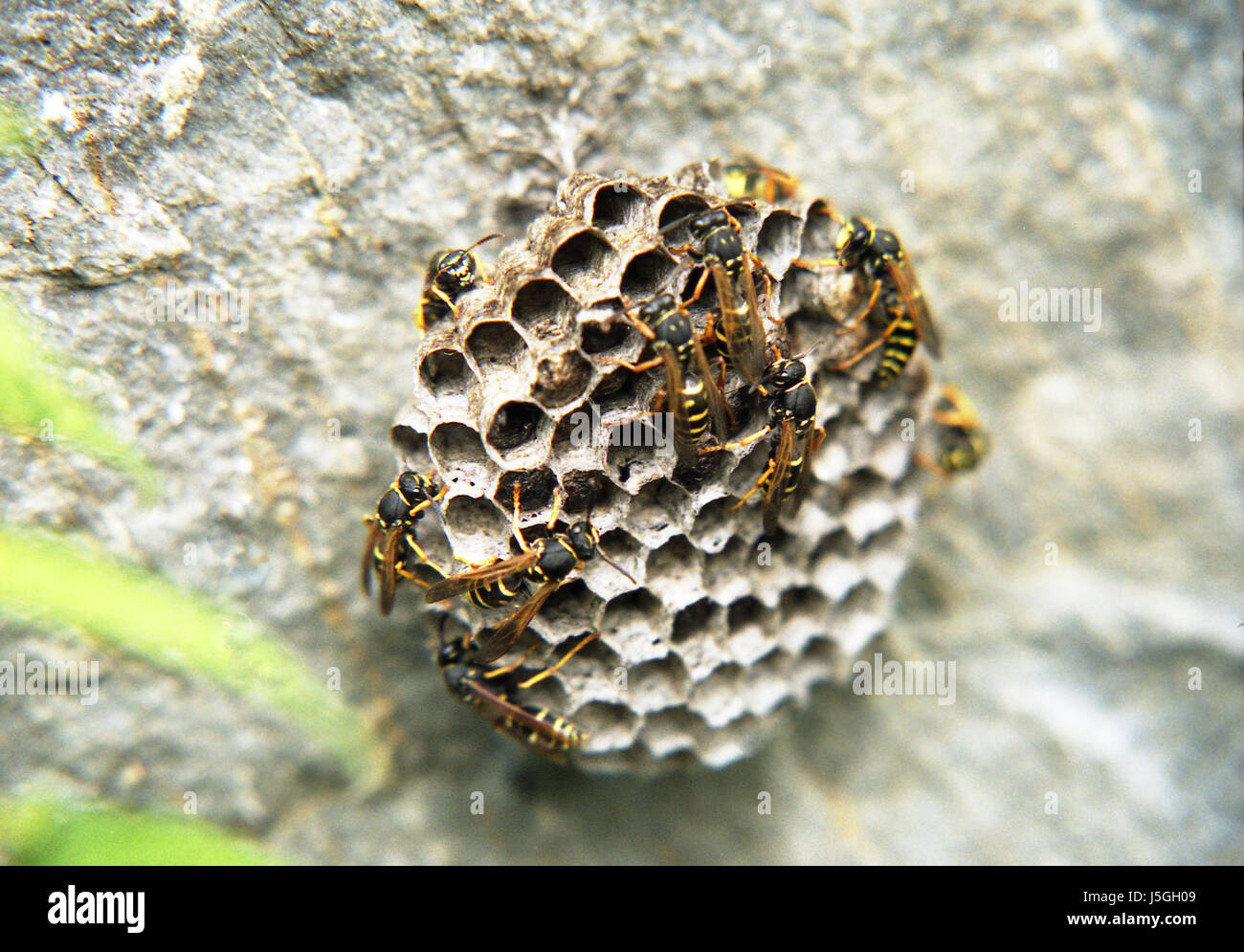 environment enviroment animal insect wasp nest frowningly menacing ...