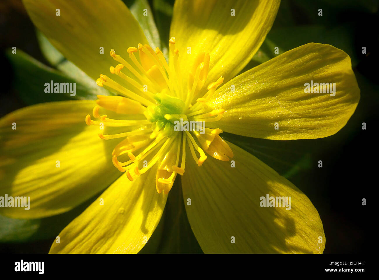 flower plant bloom blossom flourish flourishing spring ray of light ...