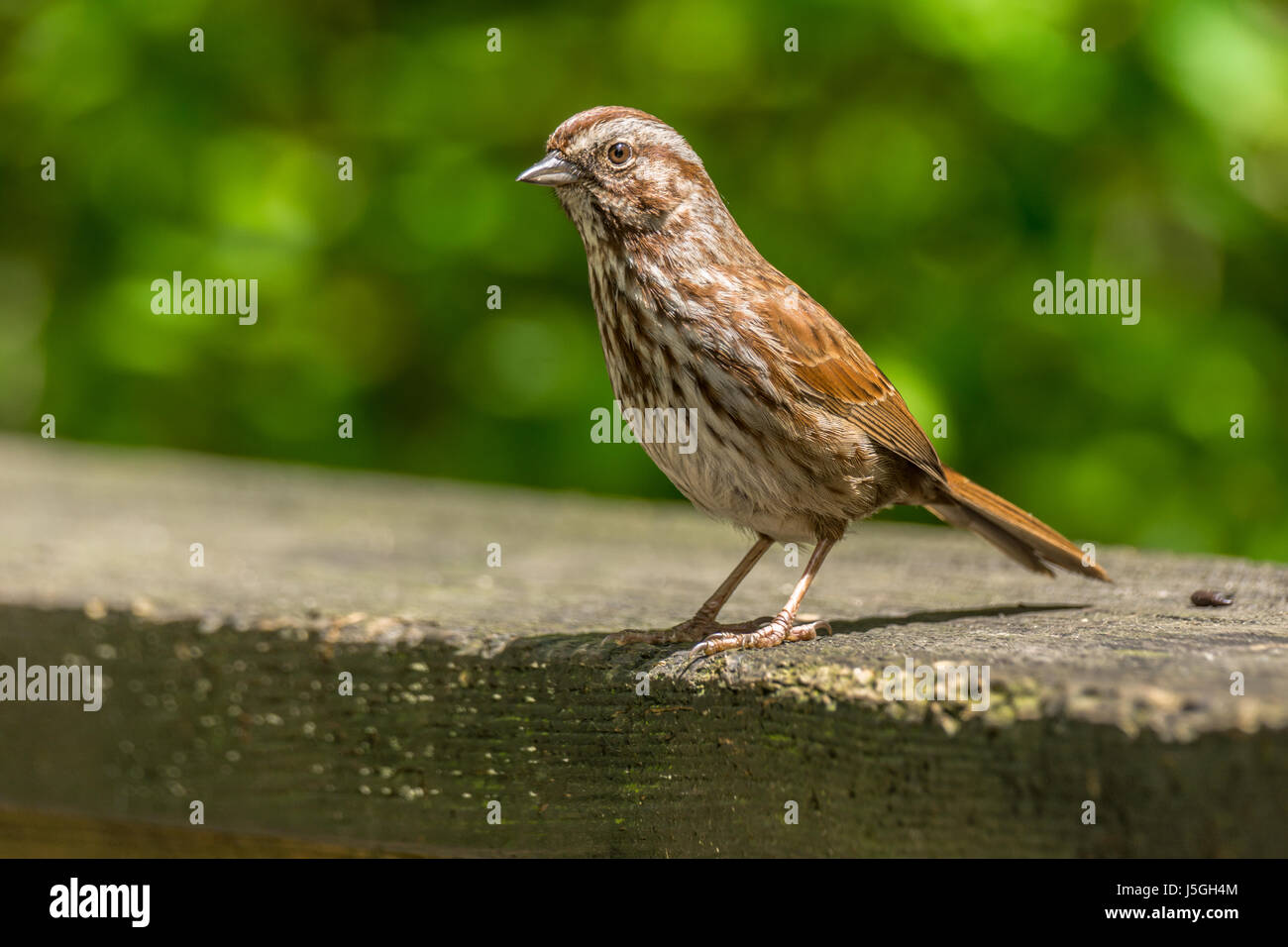 Stanley park vancouver spring hi-res stock photography and images - Alamy