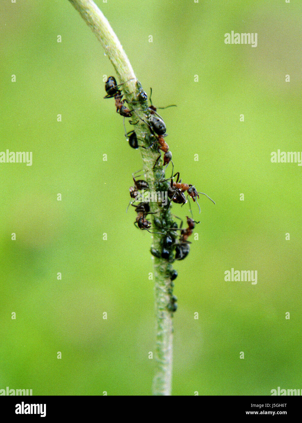 environment enviroment animal insect ant small tiny little short stalk ...