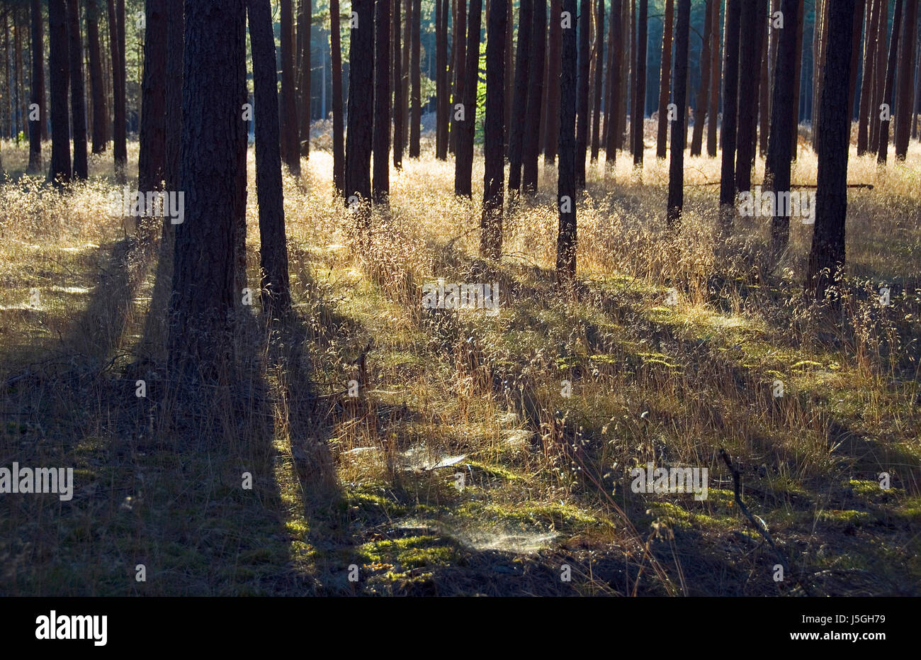 shine shines bright lucent light serene luminous tree trees sunbeams ...