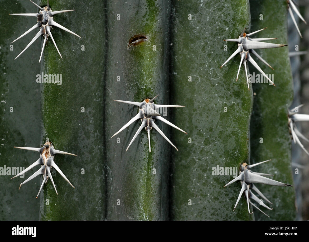 cactus sting mexico kandelaberkaktus cactaceae pachycereus weberi ...