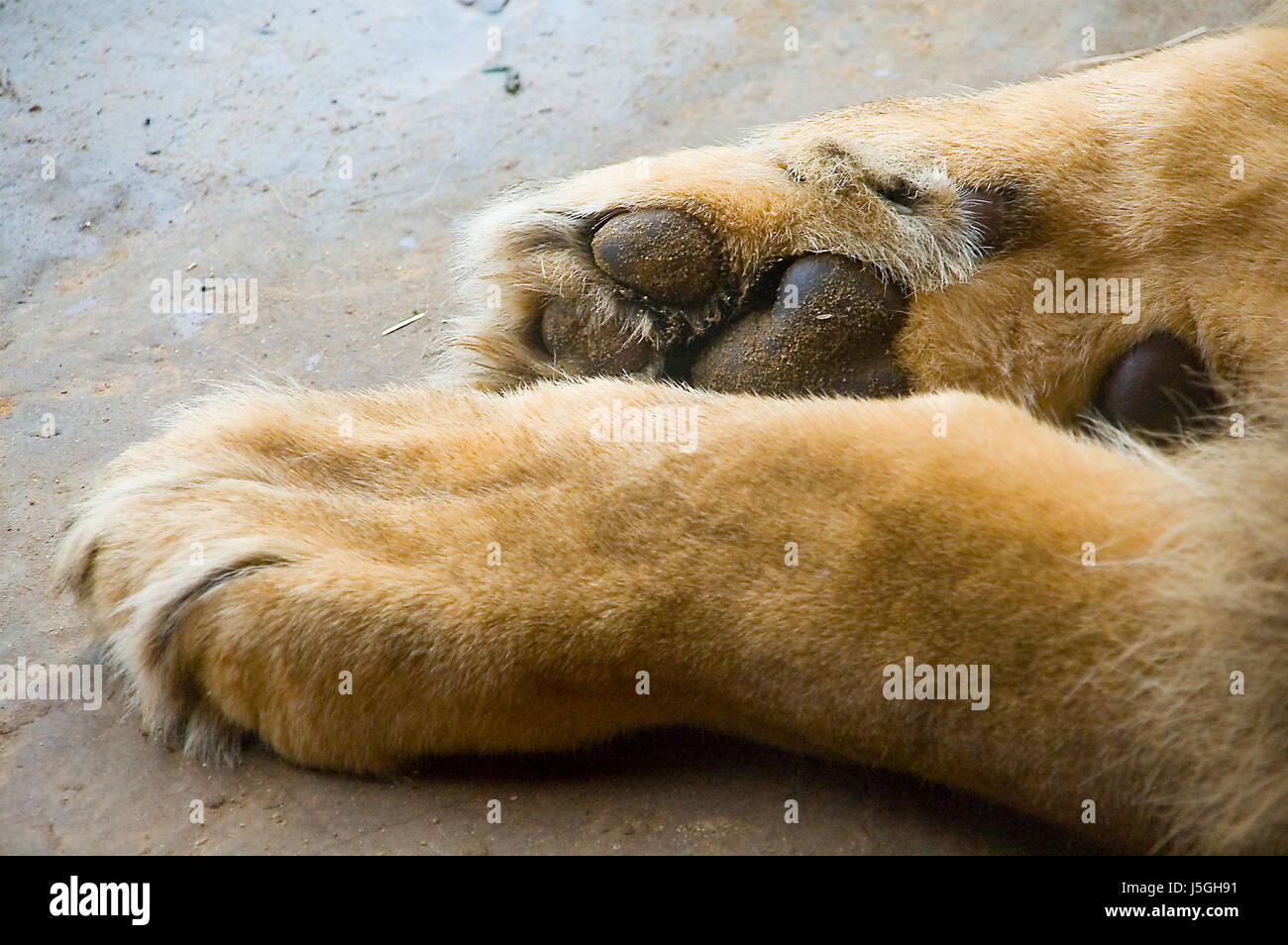 Robbery animal hi-res stock photography and images - Alamy