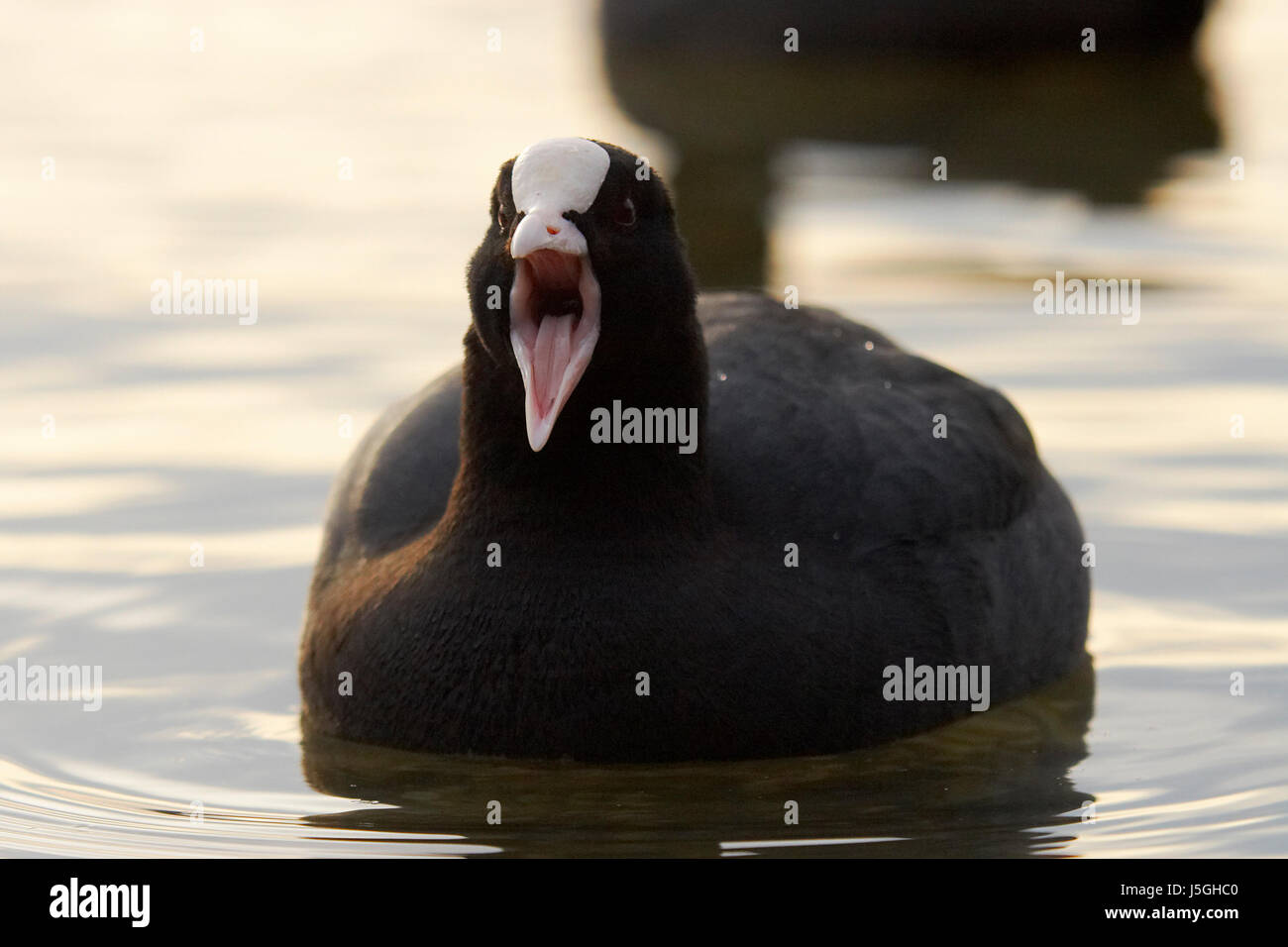 bird tongue birds beak loud waterfowls waterfowl fresh water lake ...