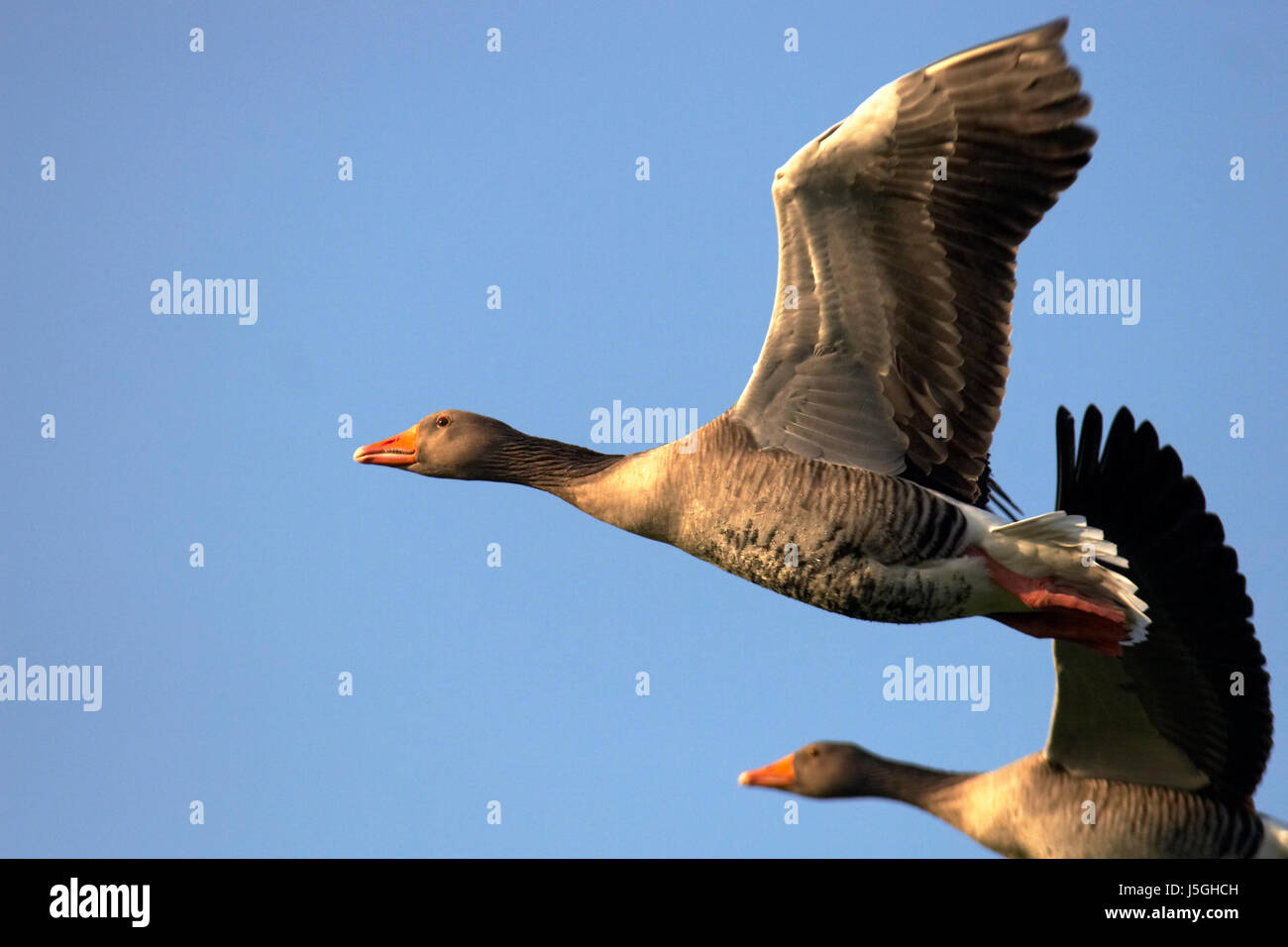 flight wing freedom liberty geese goose migrant flap birds of passage ...