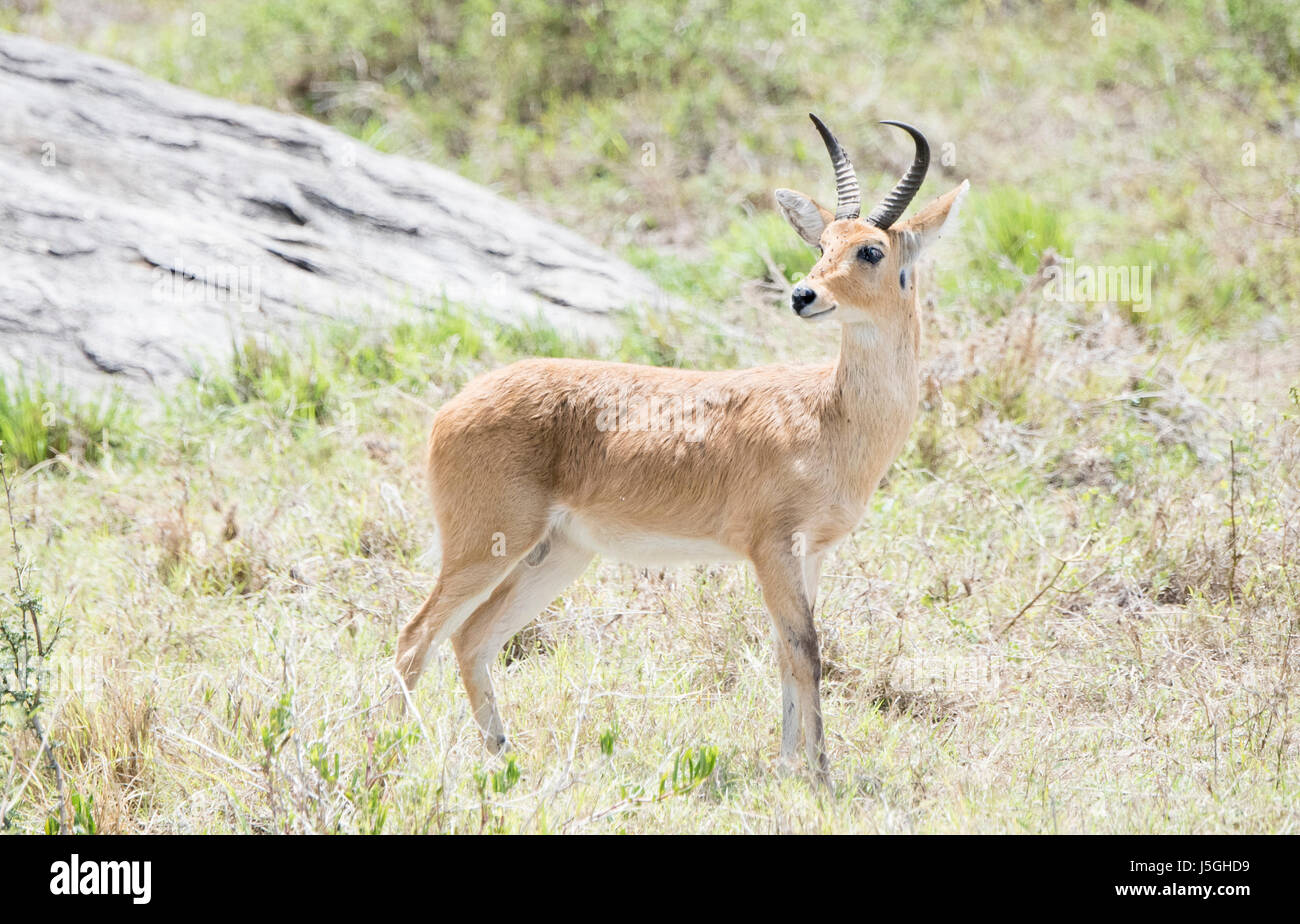 Southern Reedbuck (Redunca) Standing in Brushy Habitat in Northern ...