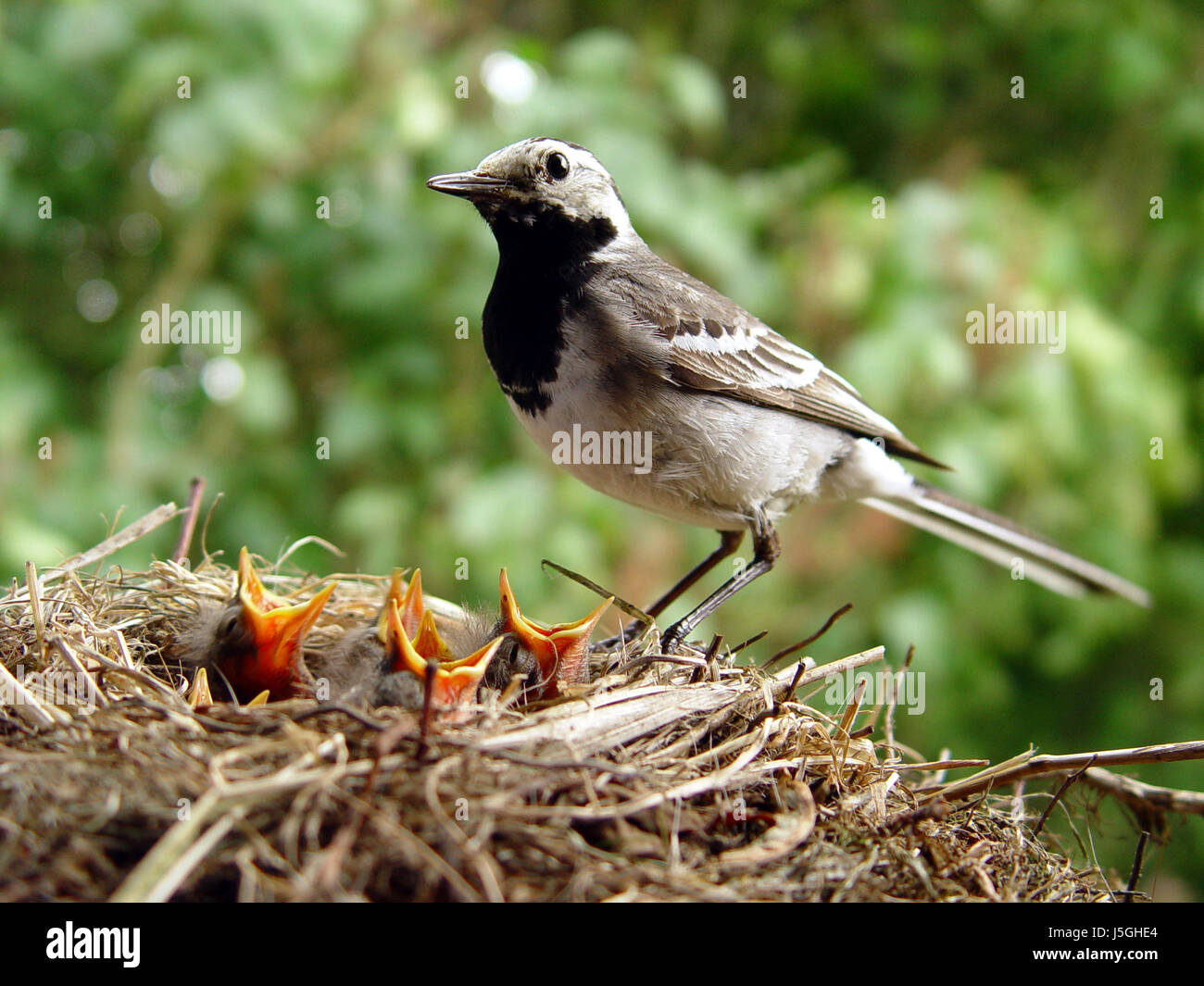 bird green birds spring beak nest feed singing-bird bobolinks wagtail ...