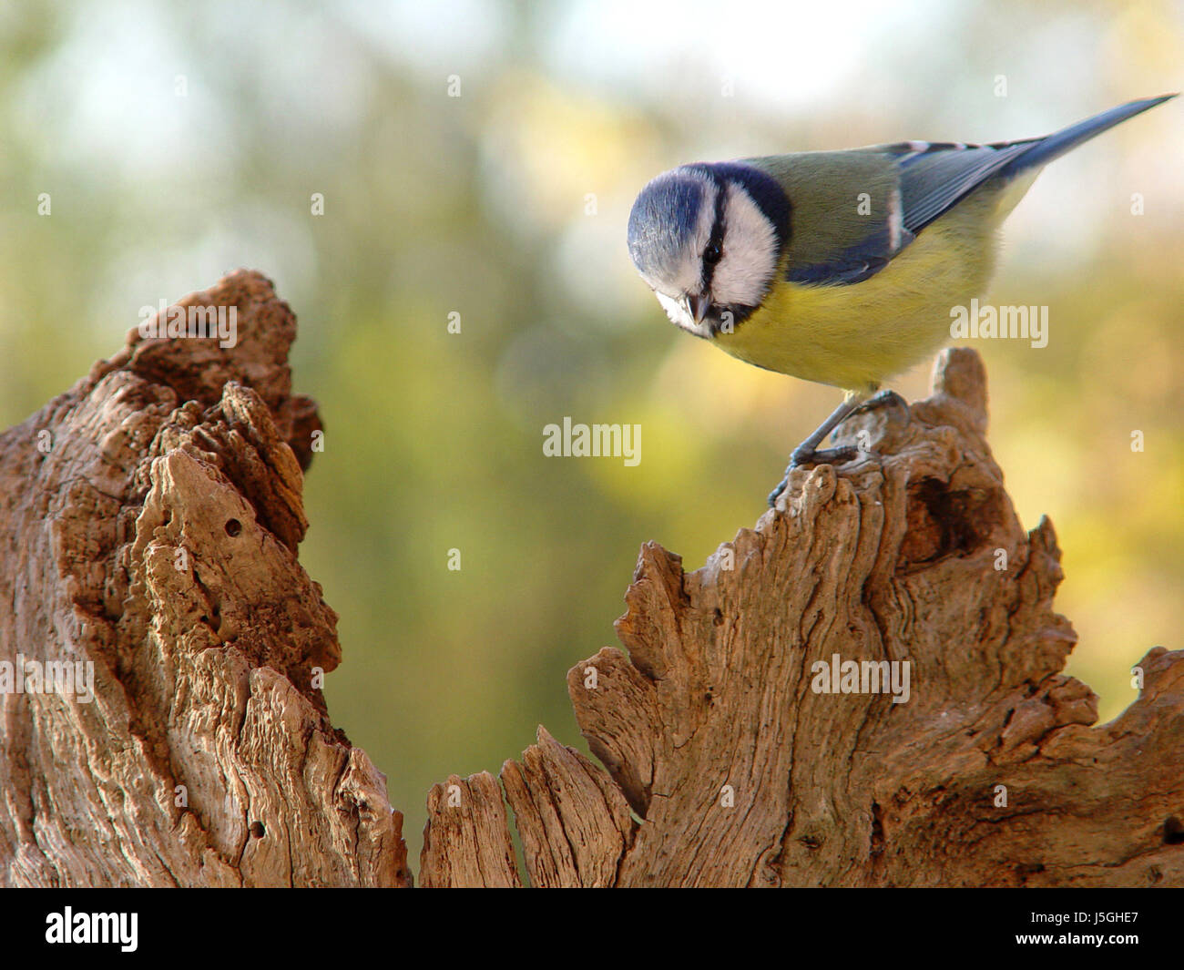 blue meise 5 Stock Photo - Alamy
