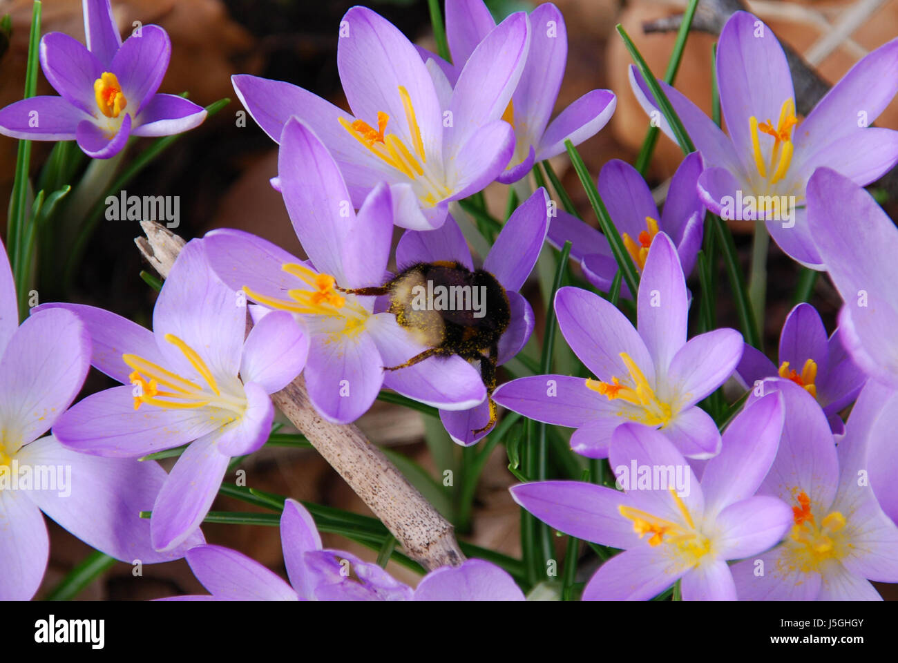 hummel at work Stock Photo - Alamy