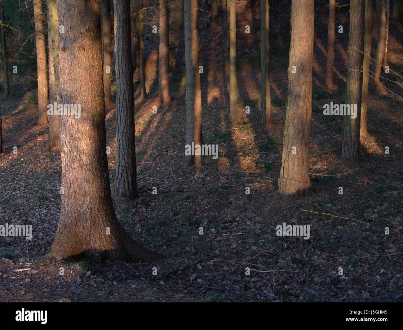 tree trees pine evening evening tendency fir evening light conifer ...