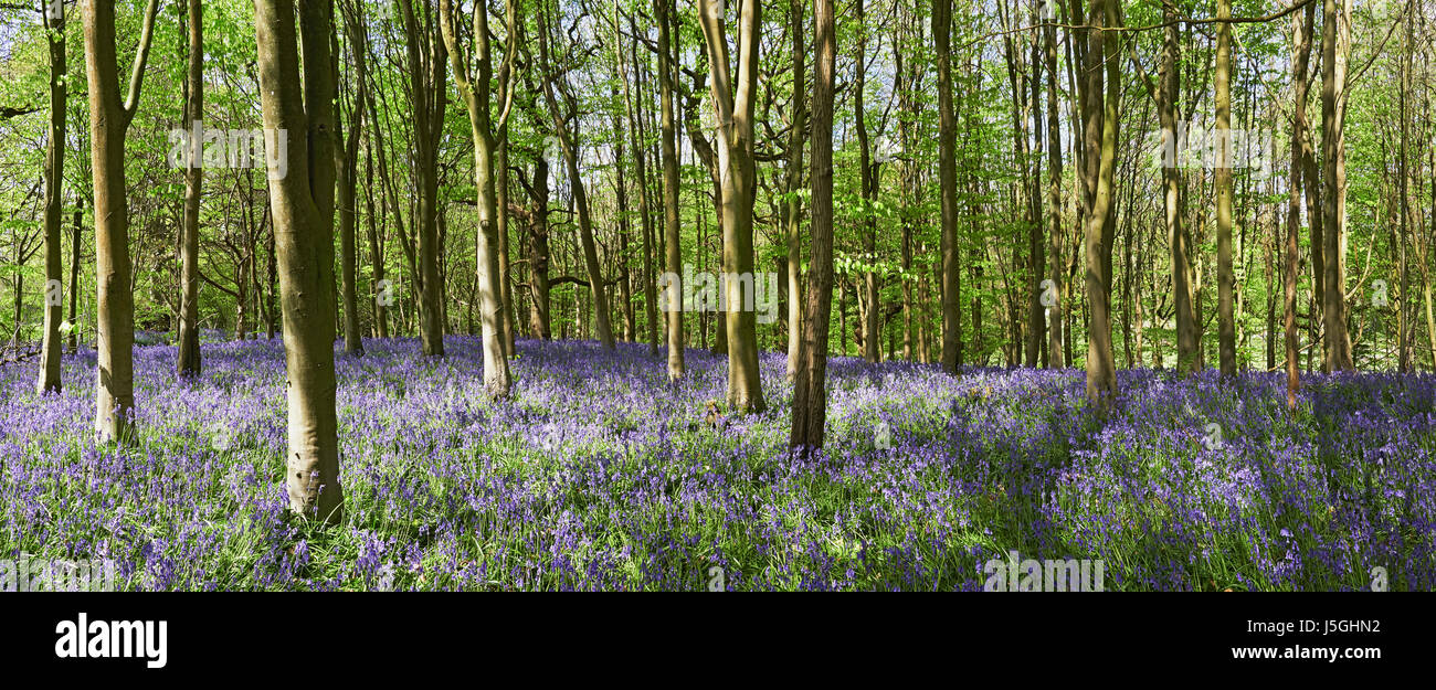Bluebell woods in spring Stock Photo - Alamy