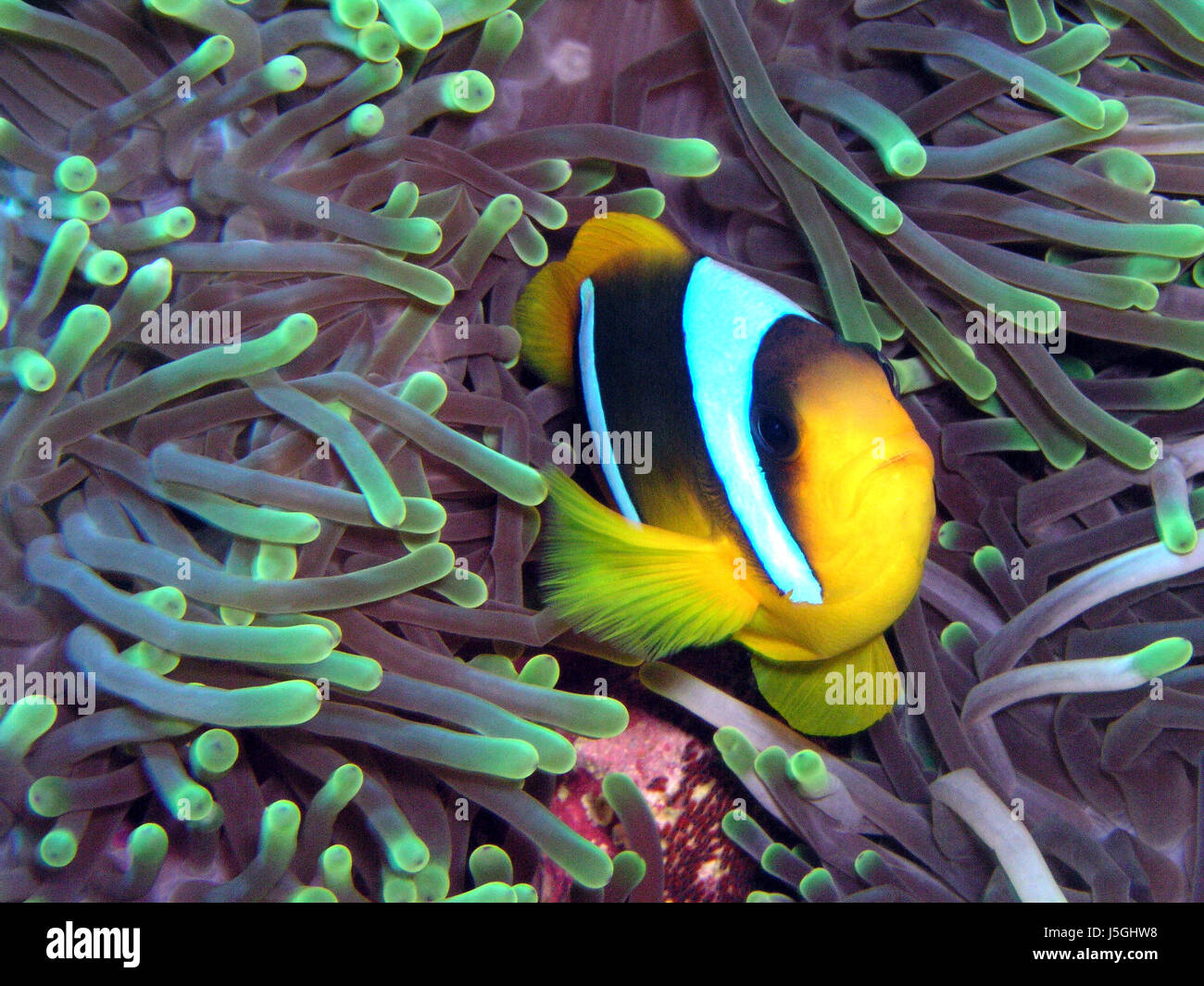 teeth fish blank european caucasian underwater hide dive pisces harsh ...