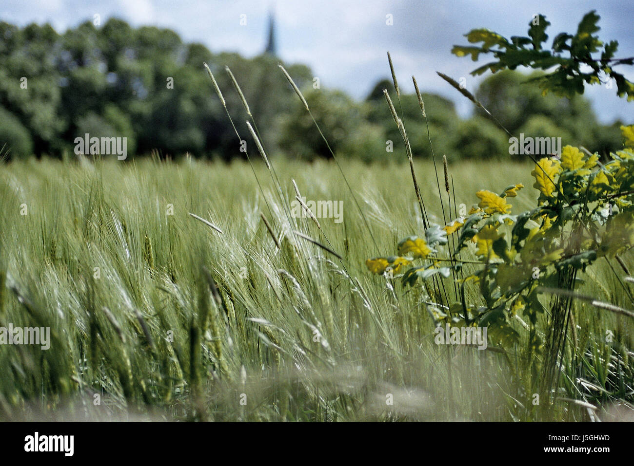 bucolic green field grain spring acre corn field ear ears centre punch ...