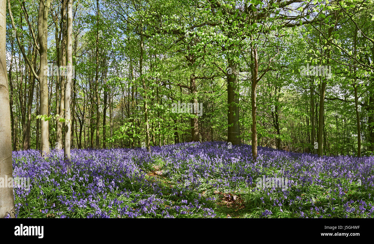 Bluebell woods in spring Stock Photo - Alamy